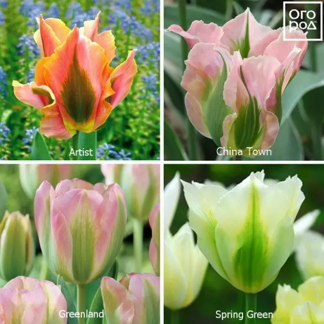 Tulipes de couleur verte