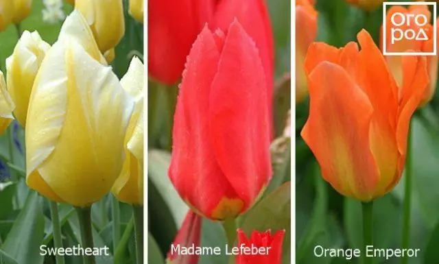 Favoriser les tulipes