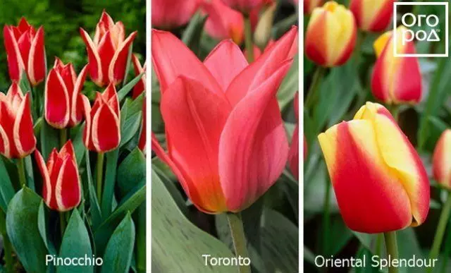 Tulips Grega