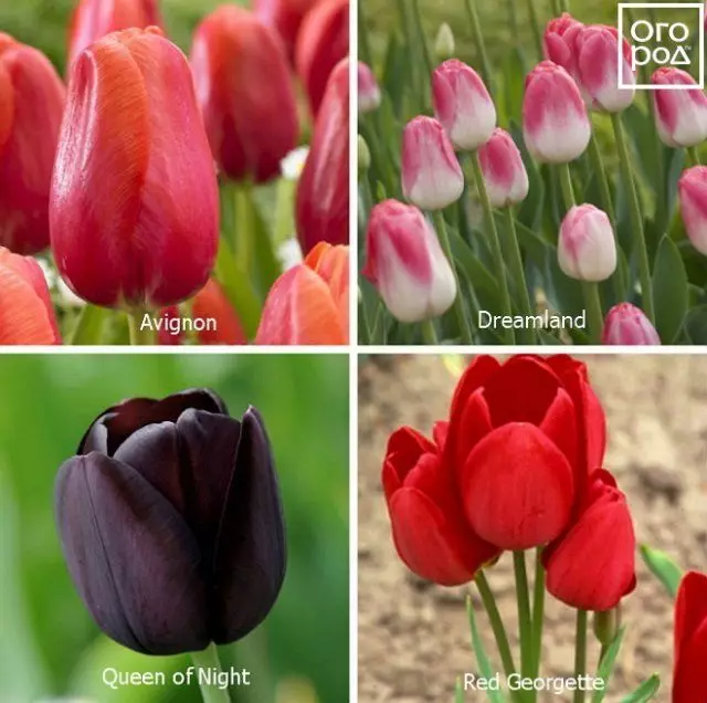 Tulipes tardifs simples