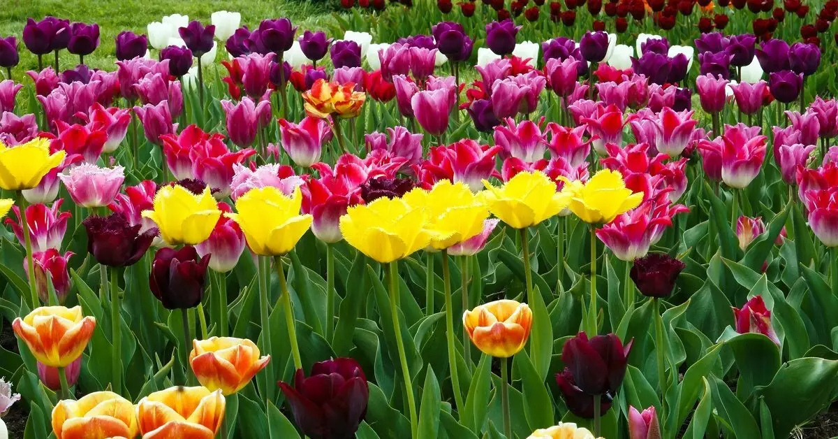 13 Çështjet më të shpeshta në lidhje me tulips - të gjitha që donit të mësonit