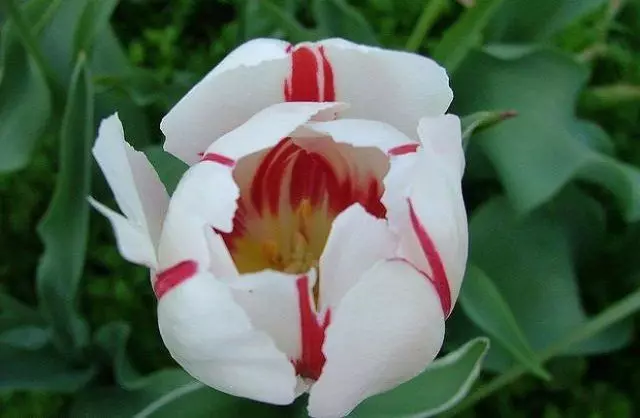 Osines nke tulip