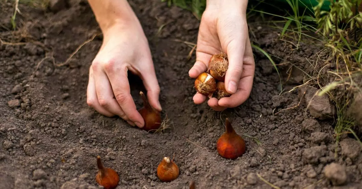 Características de tulipas de plantación