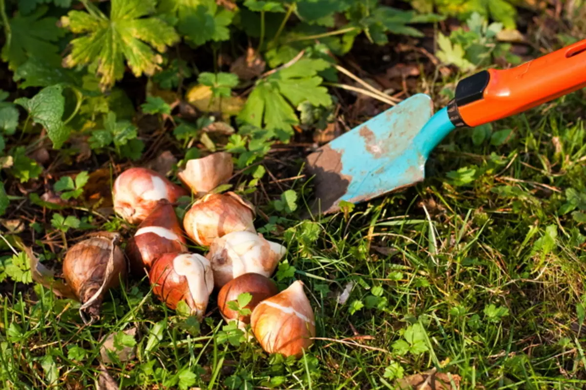 Antes de abordar as lámpadas de tulipas, recoméndase ordenar por tamaño.