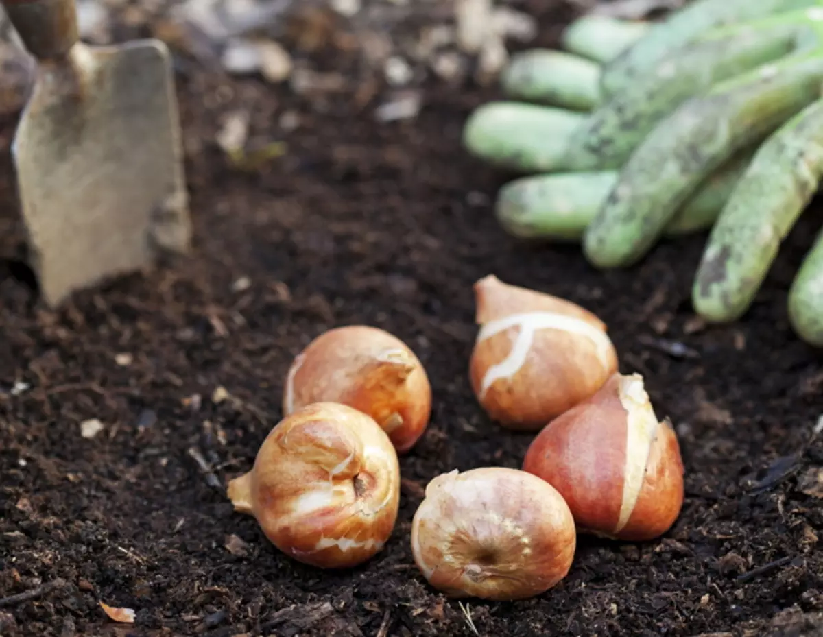 Sutting dolů tulipány, je důležité správně