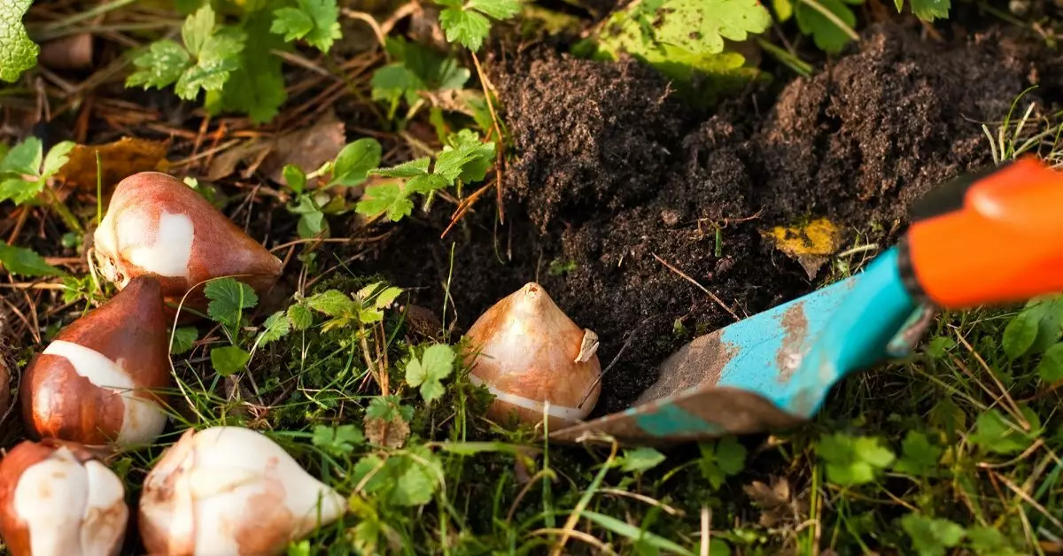 Slijetanje tulipana u jesen: 5 glavnih pogrešaka