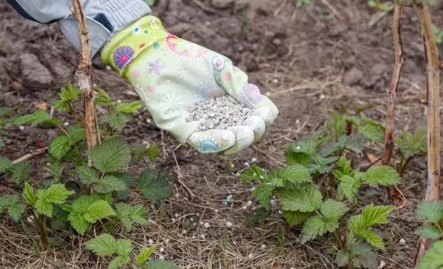 15 articles de printemps pour un excellent départ de la saison Dachnaya 2018 10949_15