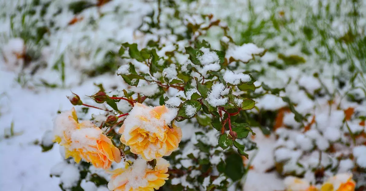Ali morate pokriti cvetje, če je padel sneg