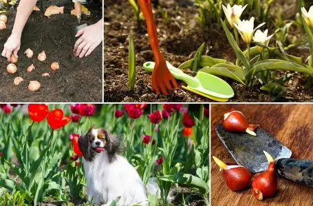 Por que não florescer tulipas e como alcançar botões aguardados 1095_11