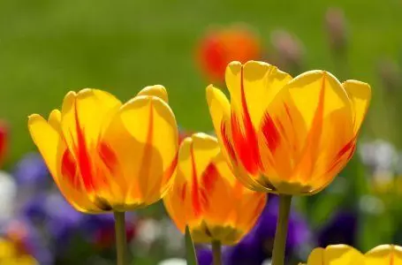 Hobaneng u sa thunya tulips le mokhoa oa ho fihlela lipalesa tse telele 1095_15