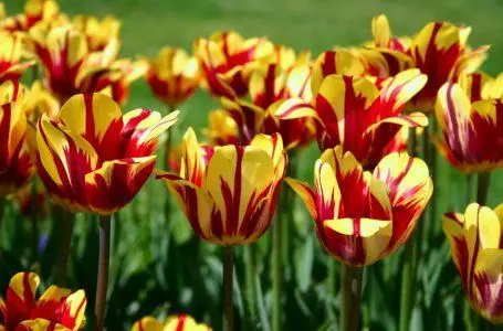 Hobaneng u sa thunya tulips le mokhoa oa ho fihlela lipalesa tse telele 1095_6