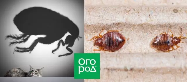 Forigu de insekta bobbop-puloj en la apartamento