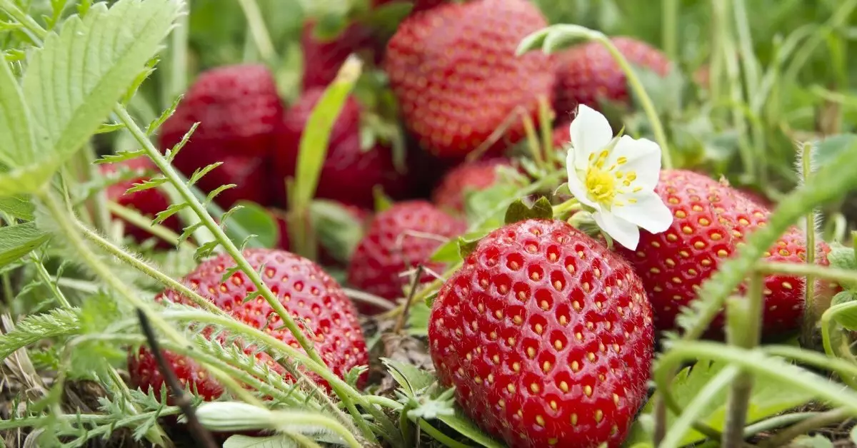 Nederlandaj kaj Italaj Strawberry-varioj: Revizio de Nova Sezono 2019