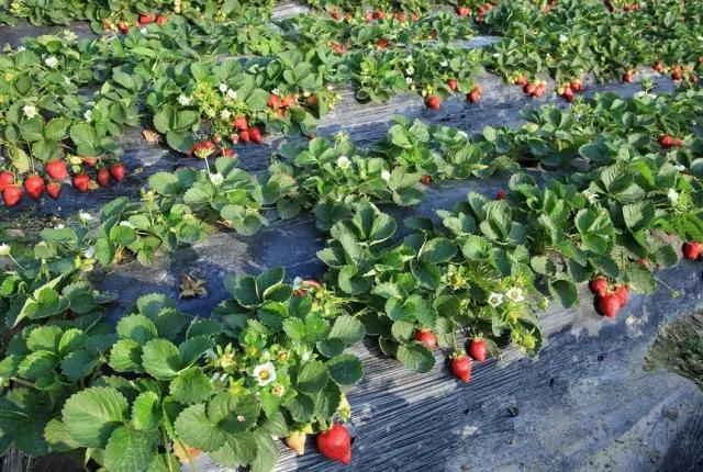 Garden strawberry