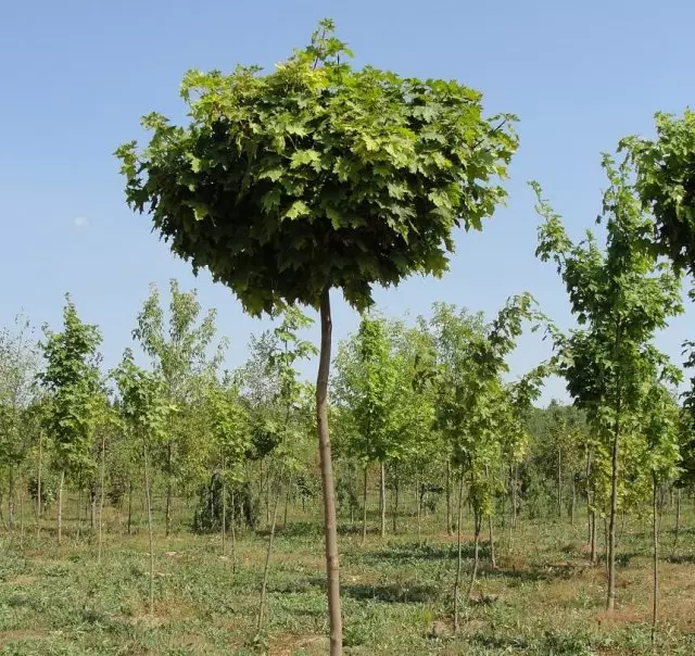 Stapel boom in het veld Nursery