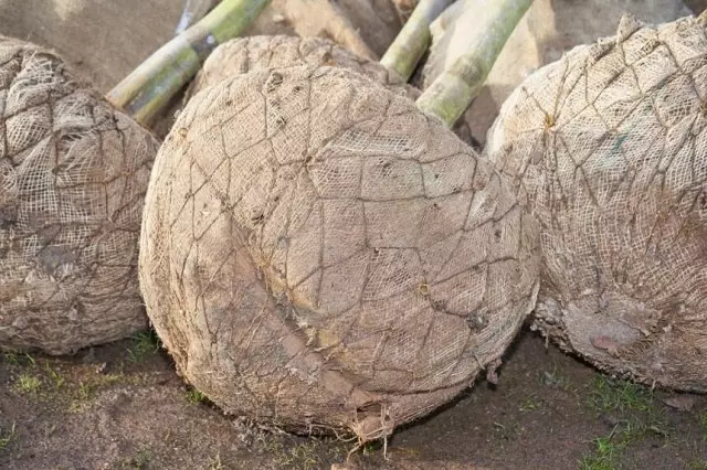 Awọn saplings pẹlu akọmalu, ti o wa ni burlap ati maili irin