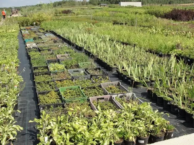 Vaste planten in potten en containers