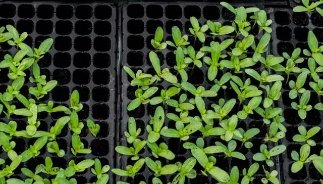 Chrysanthemum plantidoj en la kasedo