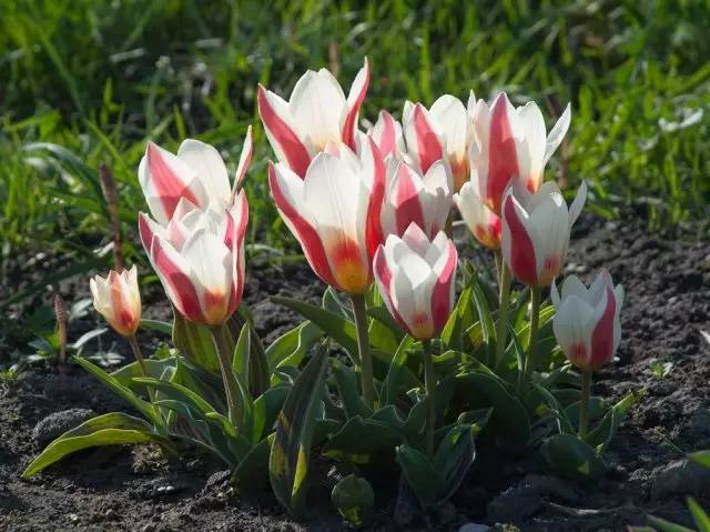 The most noncain and unpretentious types and varieties of botanical tulips