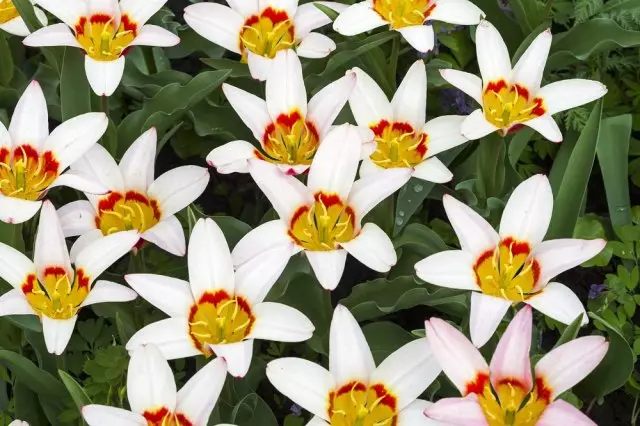 The most noncain and unpretentious types and varieties of botanical tulips