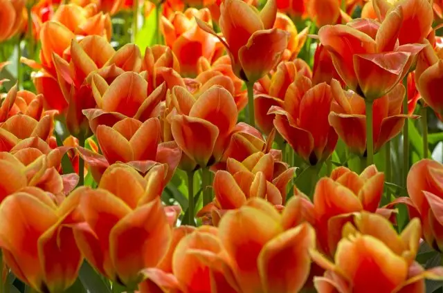 A legtöbb nemcsak és a botanikai tulipán fajták és fajtái