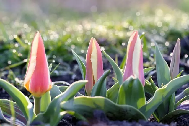 A legtöbb nemcsak és a botanikai tulipán fajták és fajtái