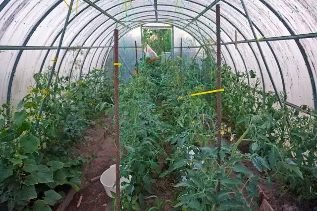 Túnwurk op in nij plak - it ferhaal fan ien beweging ... mei tomaten 10973_1