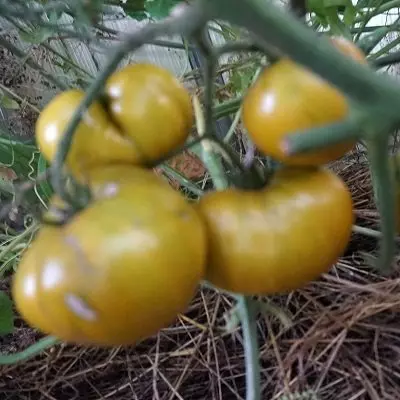 Tomātu grubi noslēpums Green (Green Mystery Larvae, Master Grab Mystery)