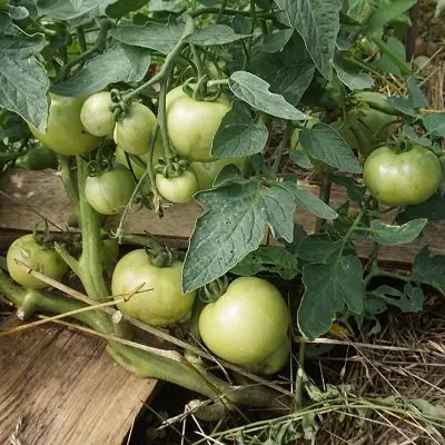 ಹಿಪ್ಪೋಗಳ ಟೊಮೆಟೊ ಹಿಪ್ಪತ್ತರ (ಹಾಪ್ಪಾಟ್ ಹಿಪ್ಪೋಗಳು)