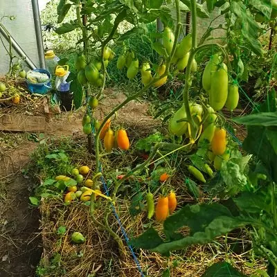 Tomato Palmyra (Palmyra)