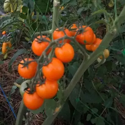 Tomato San Sugar (Sunny Sugar)