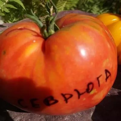 Tomato fan 'e Sereryuga (Pudovik)