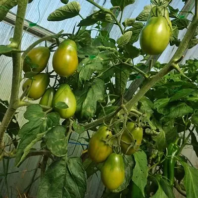 Tómatur Chile Verde (Chile Verde)