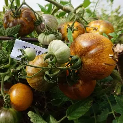 Tomato Primárne farby (prvotriedna farba, základné farby)