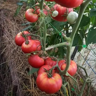 Monstrik kamatis (Montstric)