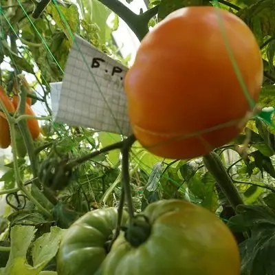 Tomato Big Rainbow (Big Rainbow)