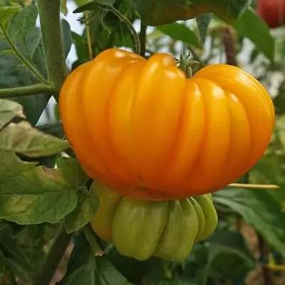 Tomātu skaistumkopšanas lottringa oranža (Larring Beauty Orange)