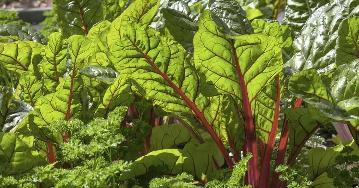 Bakit nagsunog ng beet breeding mula sa mga kamatis - mga lihim ng kamatis