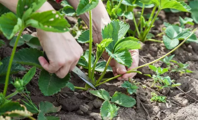 Oxucuların seçilməsindən ən yaxşı 20 məqalə Vegetro Fr. 10977_29