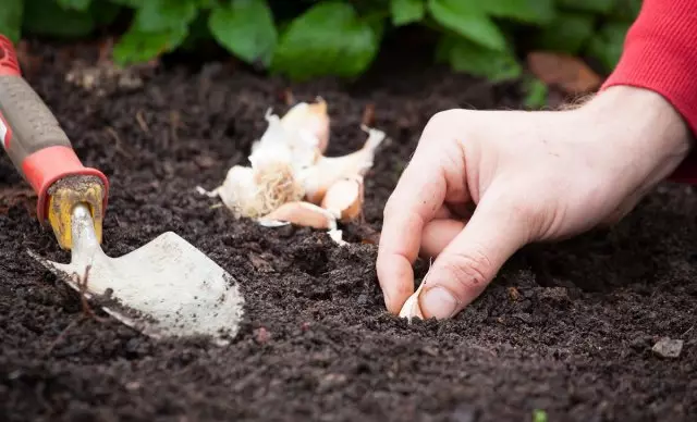 Oxucuların seçilməsindən ən yaxşı 20 məqalə Vegetro Fr. 10977_35