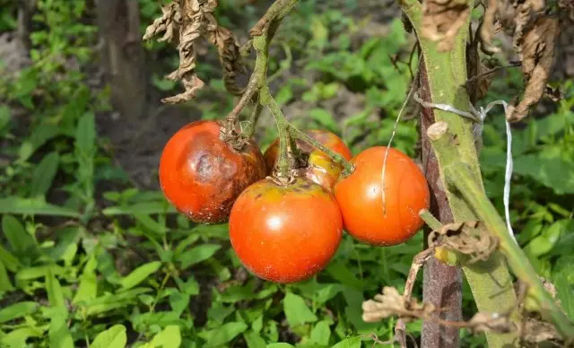 Oxucuların seçilməsindən ən yaxşı 20 məqalə Vegetro Fr. 10977_5