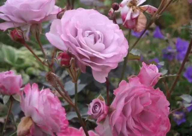 Rozen van ongewone kleurenfotobeschrijving