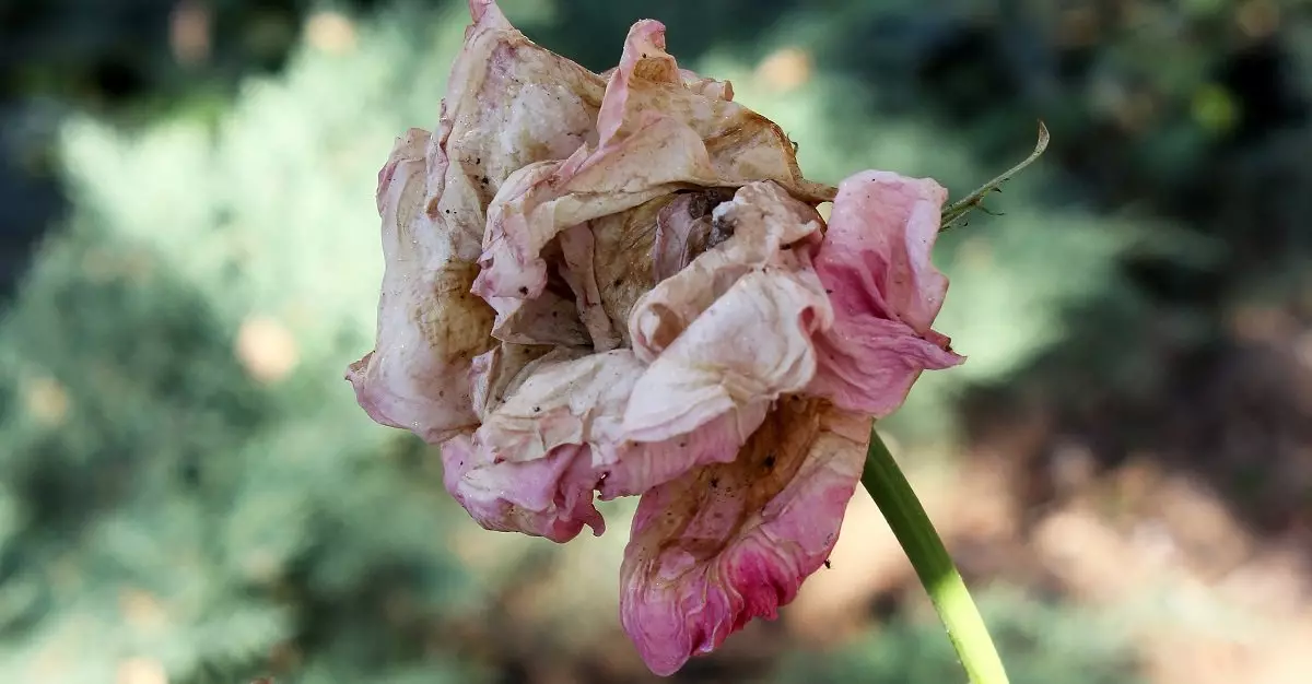 Sida loo fahmo in Rose waa waqtigii tuurista