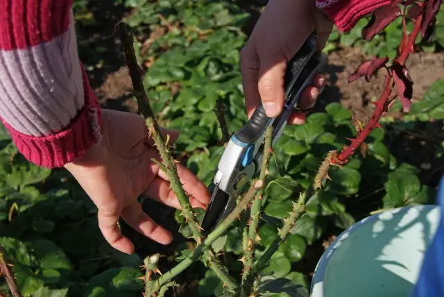 Giunsa Paghimaya sa Rosas