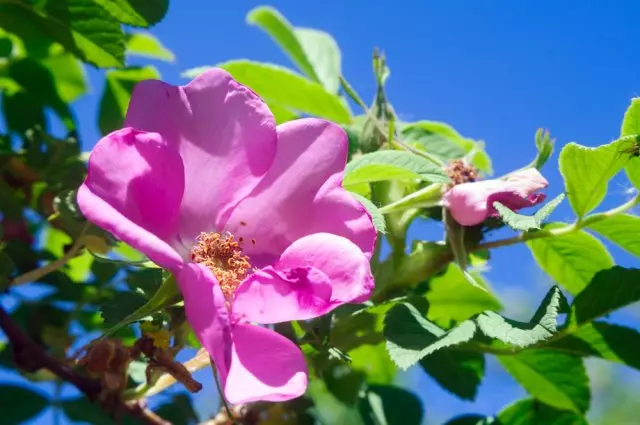 バラの花がどのように咲きますか