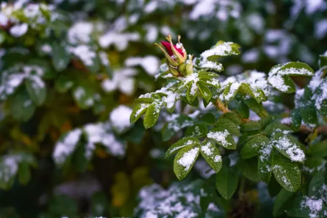 Roses Frozley çi bikin