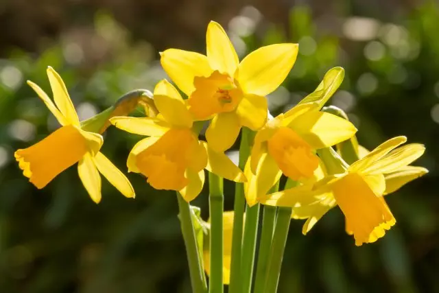 Flor de narcissa