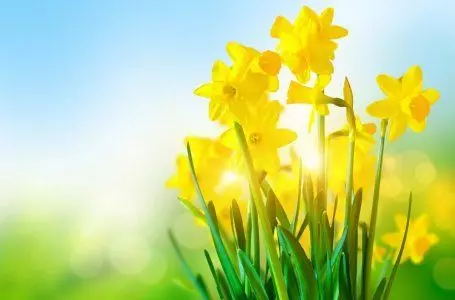 Քայլ առ քայլ վարպետության դաս, տանը daffodils- ի թորումի համար 1098_5