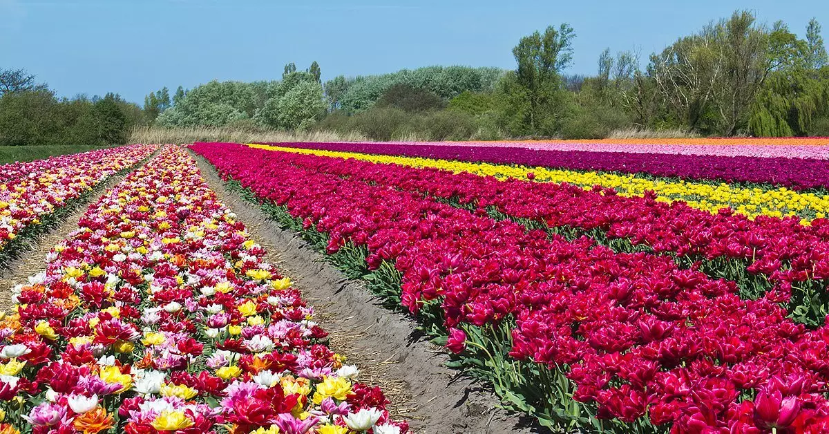 শাশ্বত প্রশ্ন: কাছাকাছি বিভিন্ন ধরনের tulips উদ্ভিদ করা সম্ভব?