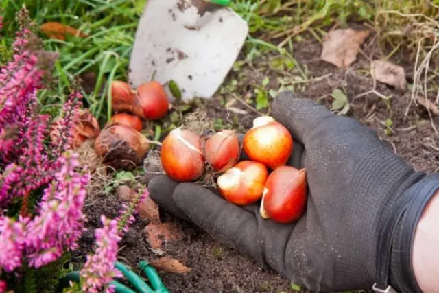 Lehet a tulipánok megváltoztatása